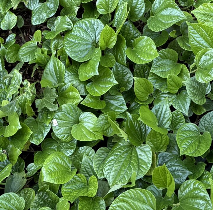 Quick Guide To Vietnamese Herbs Viet World Kitchen 8762