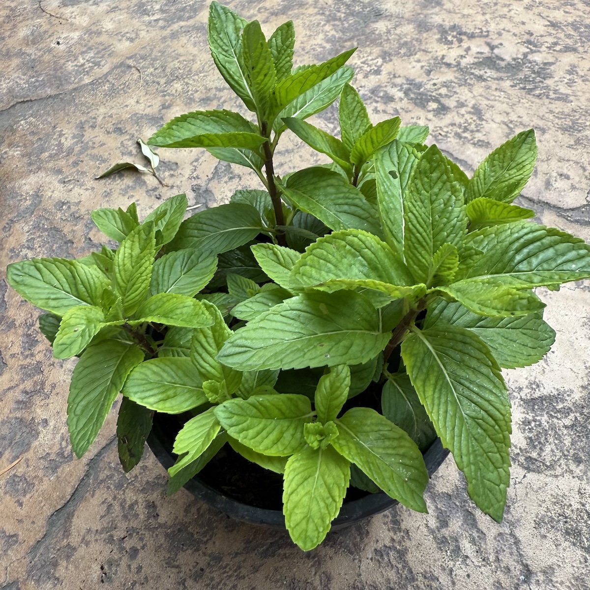 Quick Guide to Vietnamese Herbs - Viet World Kitchen