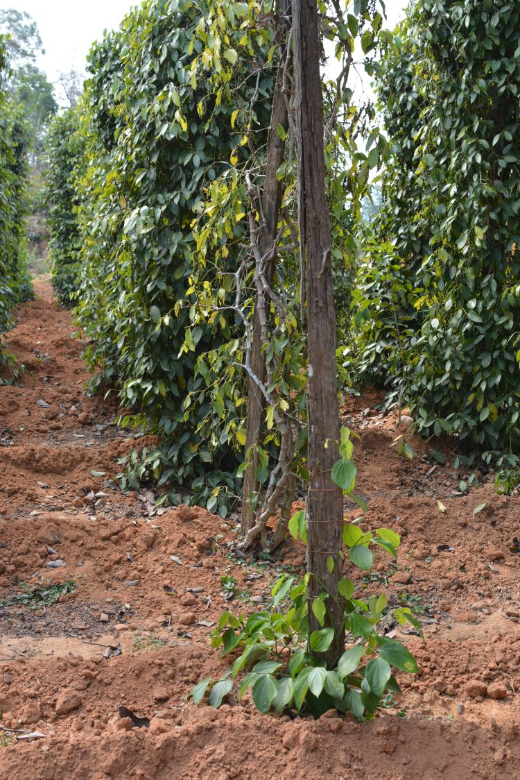 Vietnamese Pepper – Why you need to know it better - Viet World Kitchen